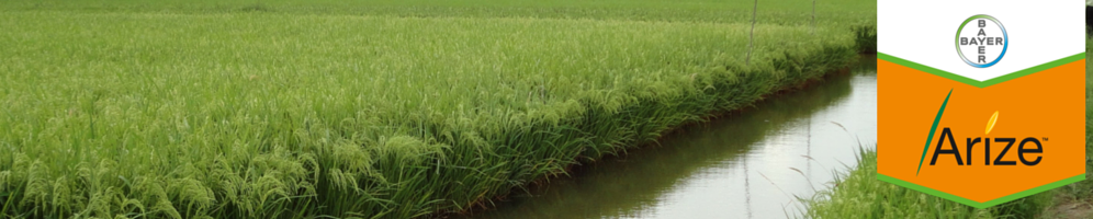 ARIZE B-TE1 - Bayer CropScience Việt Nam