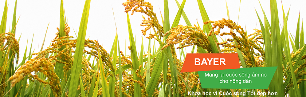 Cây Trồng - Bayer CropScience Việt Nam