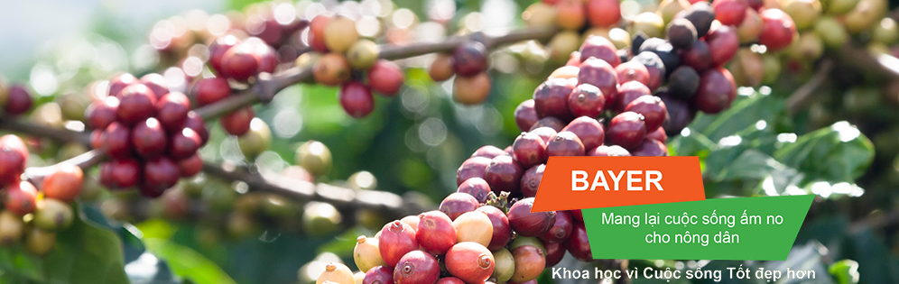 Câu Hỏi Về Phòng Trừ Bệnh Hại Trên Cây Cà Phê - Bayer CropScience Việt Nam
