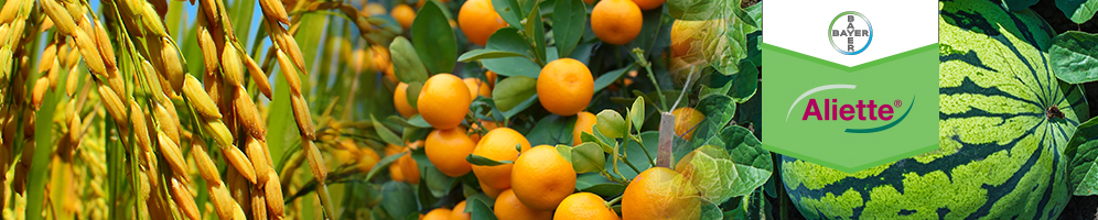 ALIETTE 800WG - Bayer CropScience Việt Nam