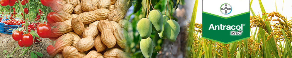 ANTRACOL 70WP - Bayer CropScience Việt Nam