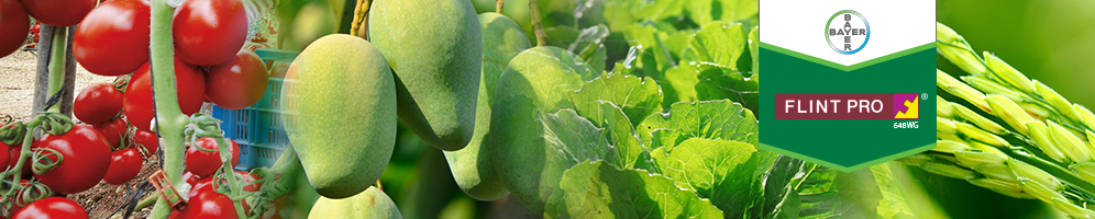 FLINTPRO 648WG - Bayer CropScience Việt Nam