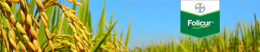 FOLICUR 430SC - Bayer CropScience Việt Nam