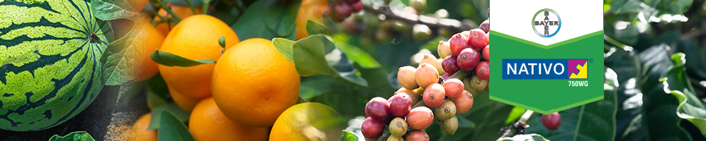 NATIVO 750WG - Bayer CropScience Việt Nam