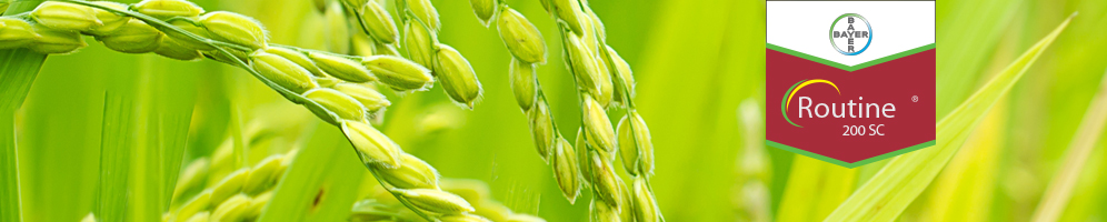 ROUTINE 200SC - Bayer CropScience Việt Nam
